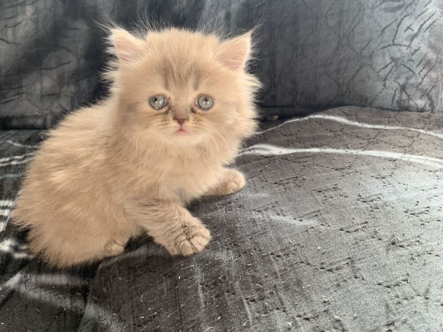 Персидская кошечка