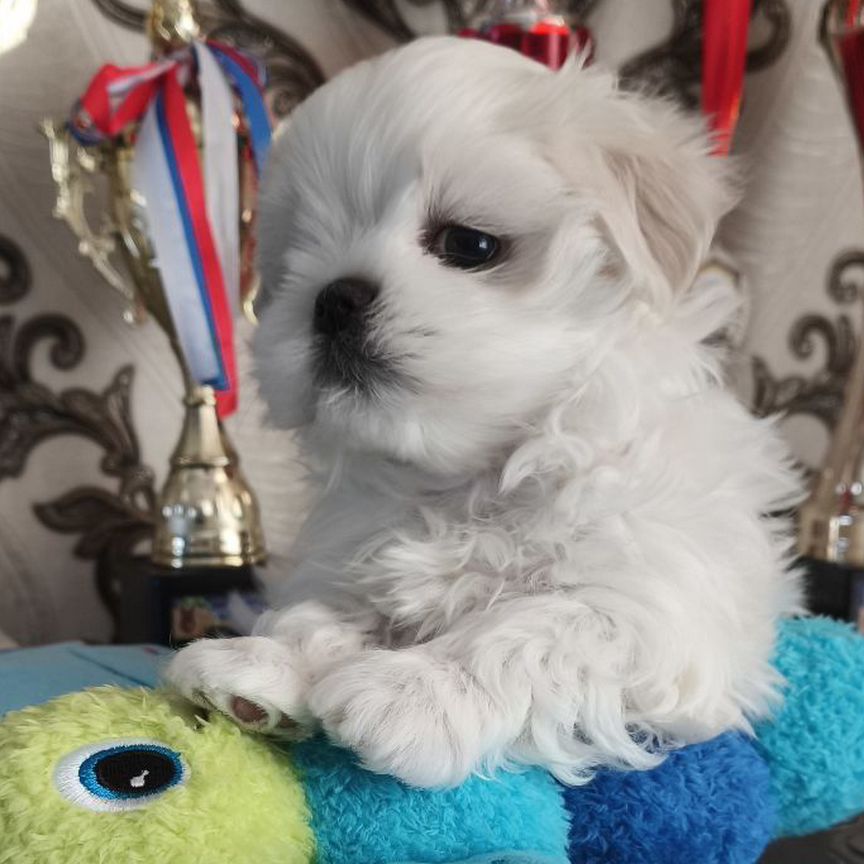 Мальтийская болонка, щенок