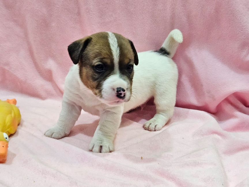Джек Рассел терьер красивые щенки