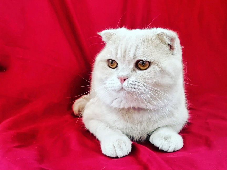 Шотландский кот вязка