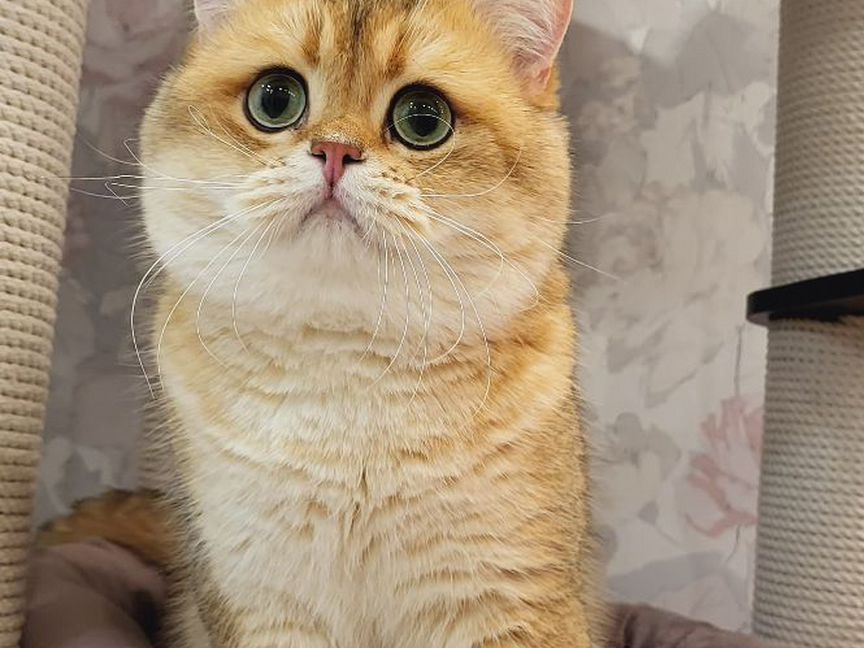 Котик