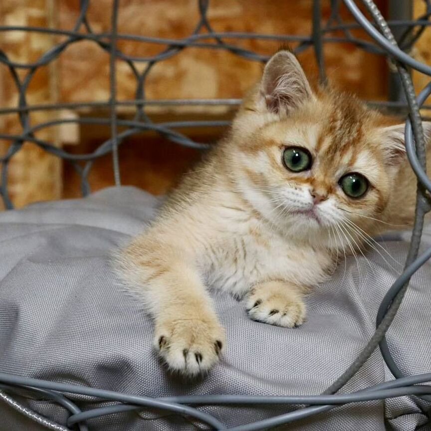 Шотландские золотые котята