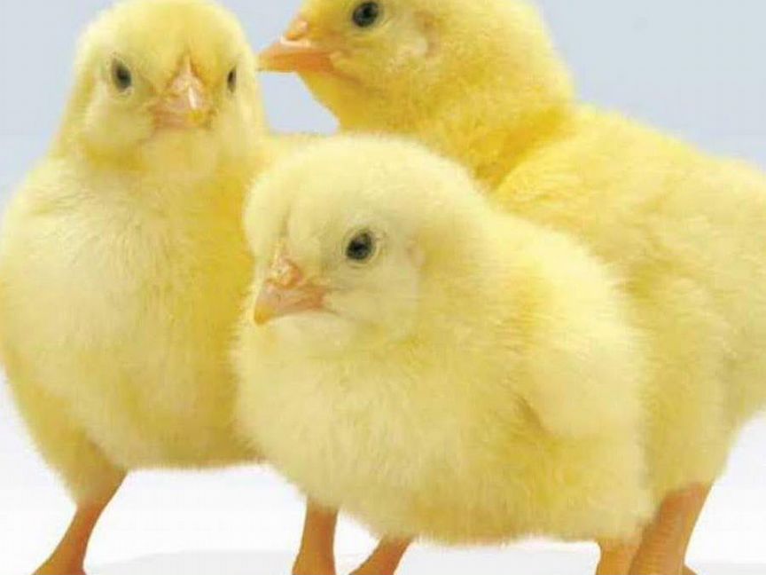 Цыплята бройлеры кобб 500