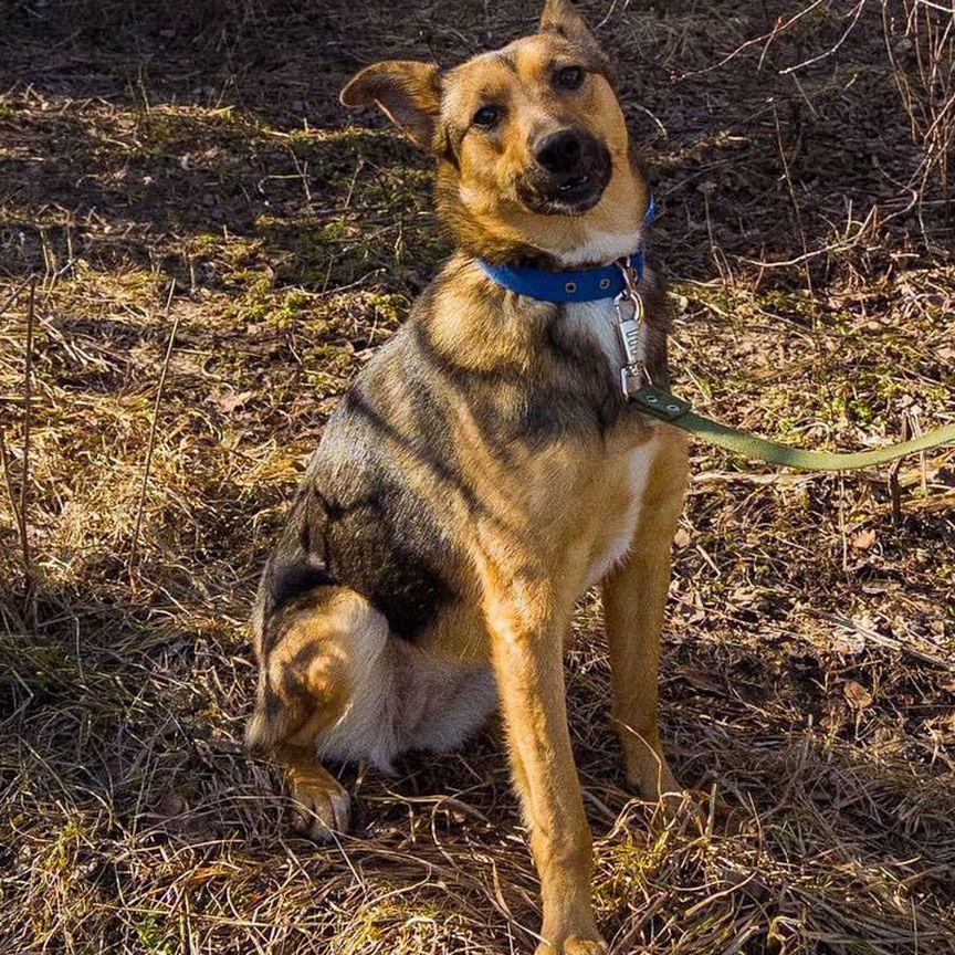 Собачка Мишель