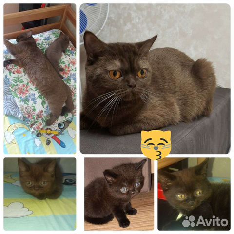 Британская кошка