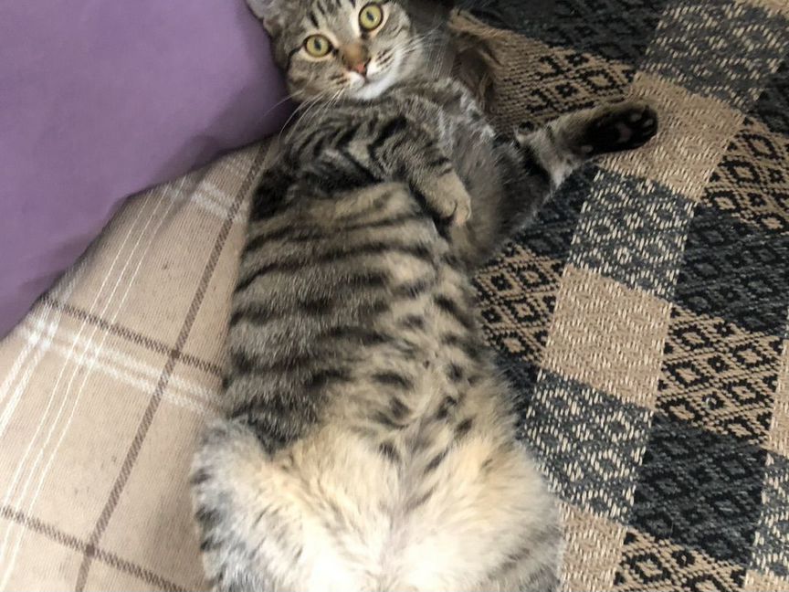 Митя Петрович