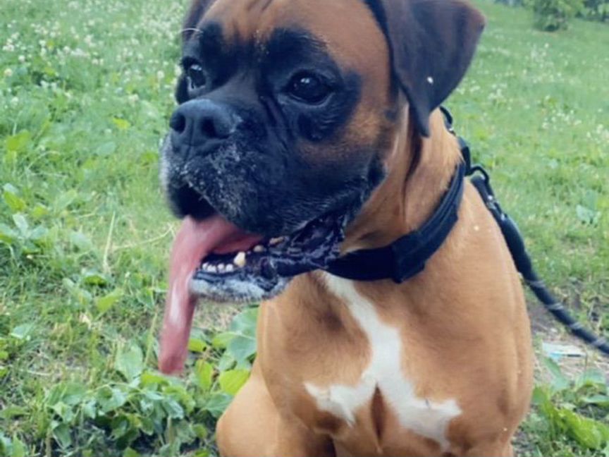 Боксер на вязку