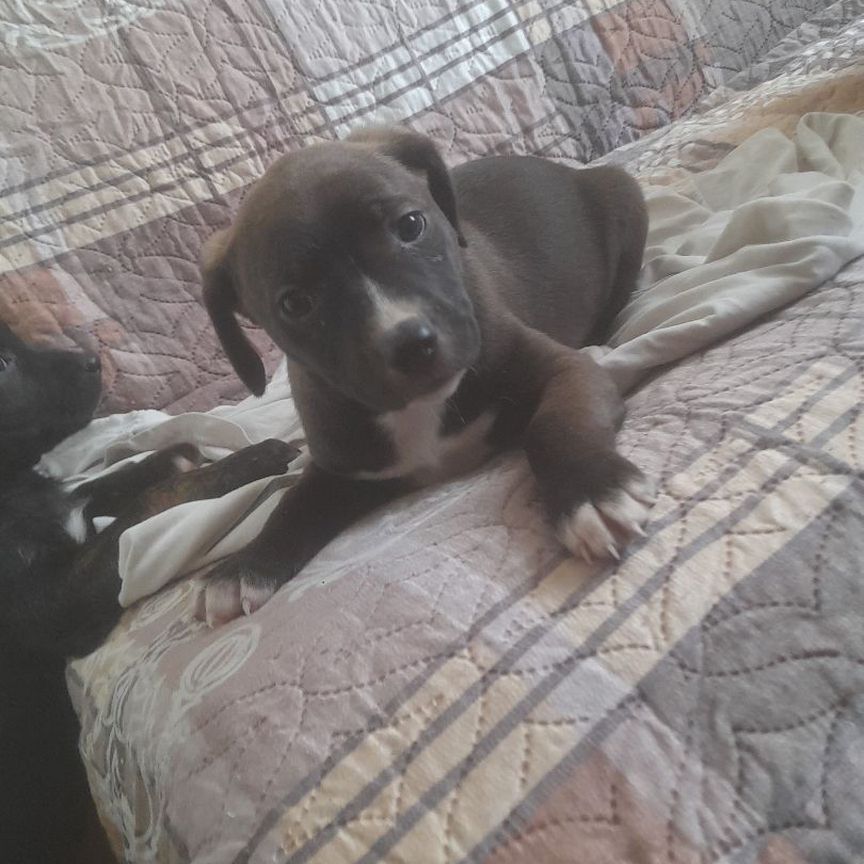 Отдам в хорошие руки собаку бесплатно