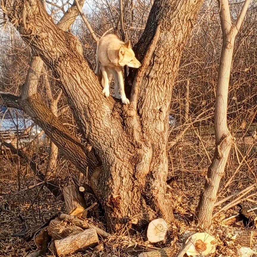 Лайка, взрослая собака