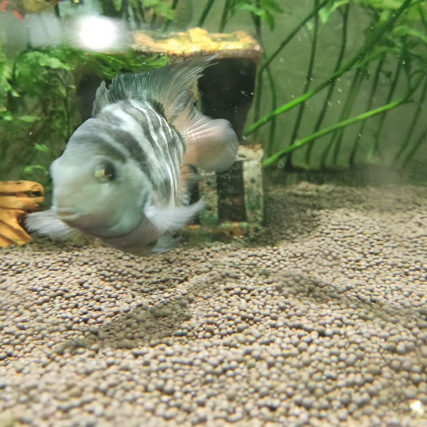 Сапфировый попугай