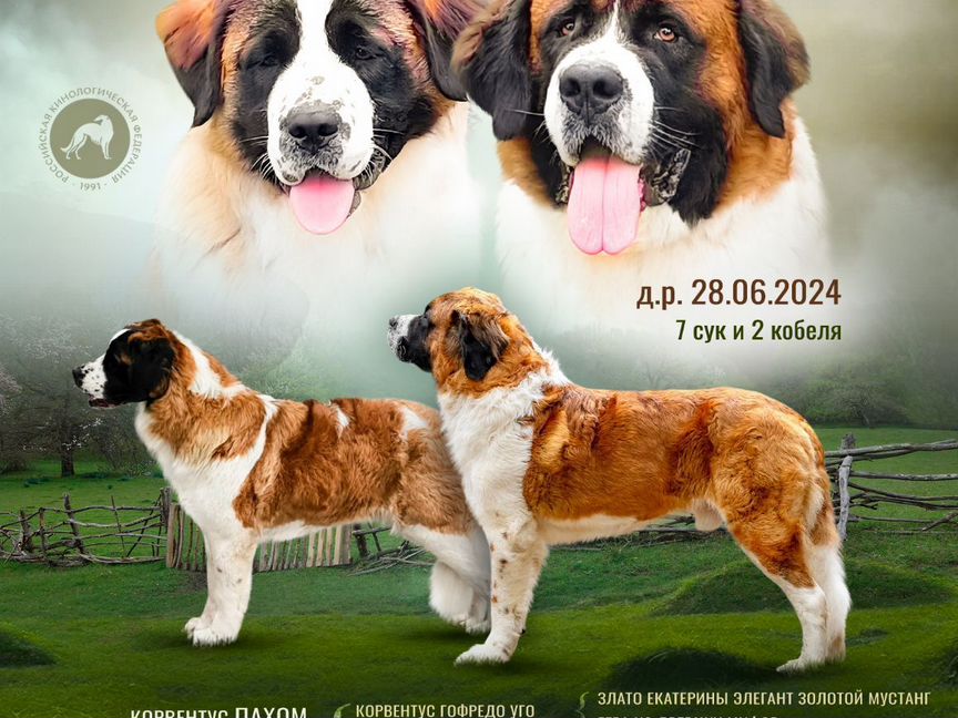 Московская сторожевая щенки