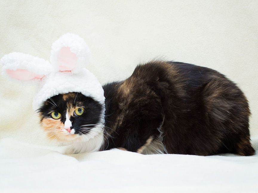 Бывшеофисная Валенсия в поисках дома