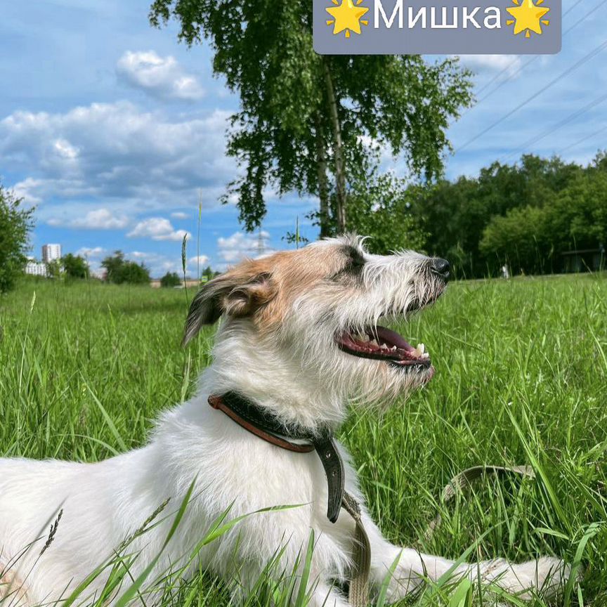 Джентльмен Мишка