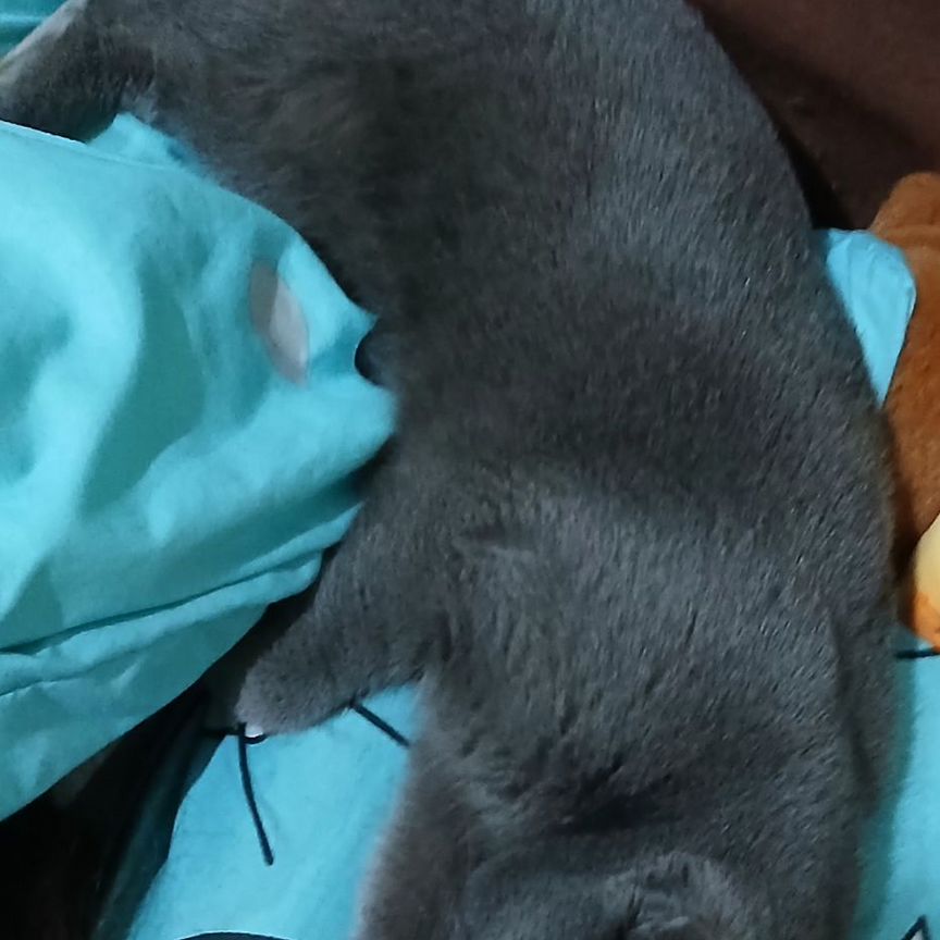 Шотландская вислоухая кошка
