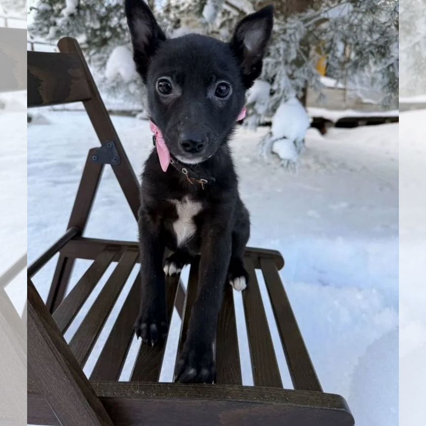 Щенок в добрые руки