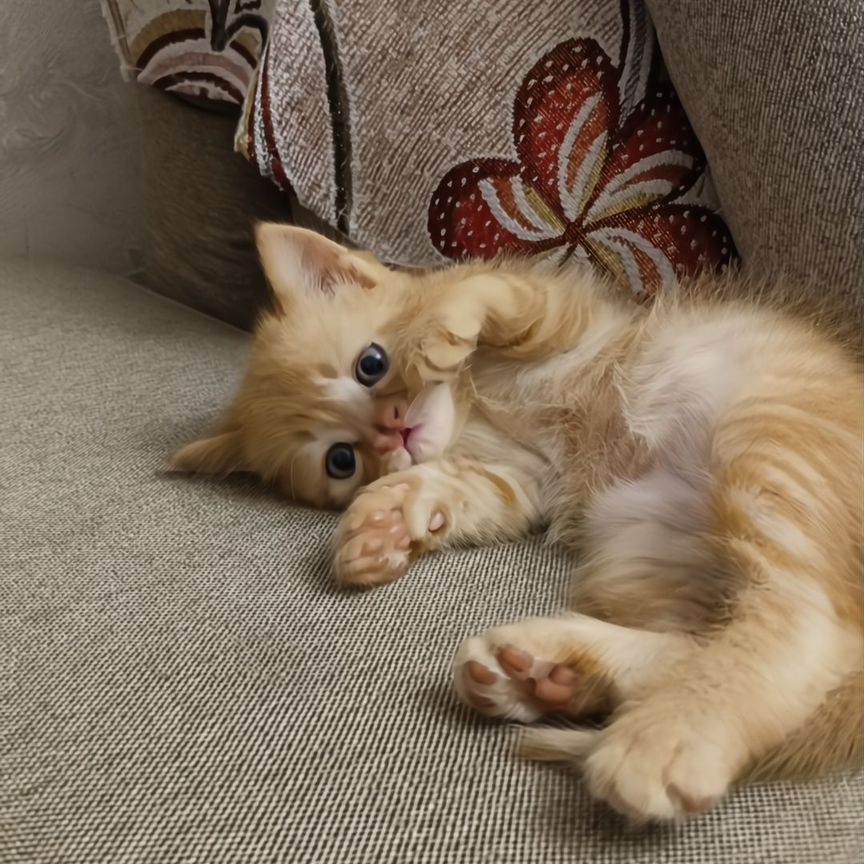 Котёнок в добрые руки