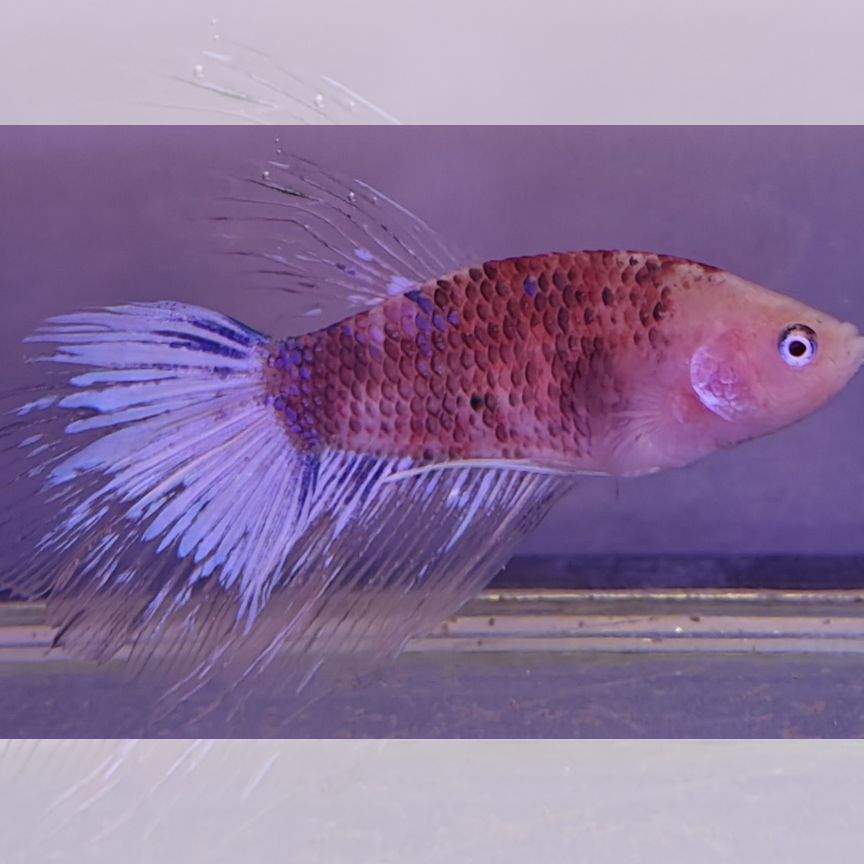 Рыбка петушок