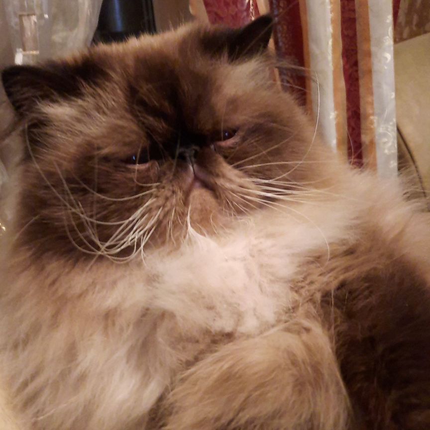 Персидская, Гималайский кот