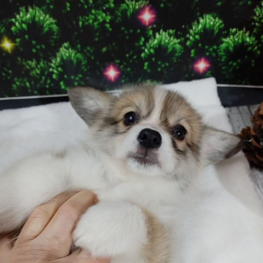 Вельш Корги Пемброк, щенок