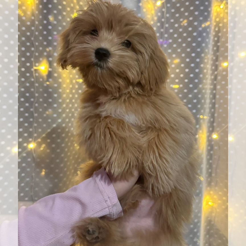 Мальтипу, щенок