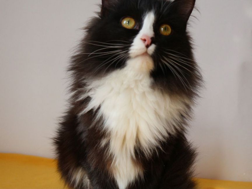 Кошечка-подросток Габби.,7 месяцев