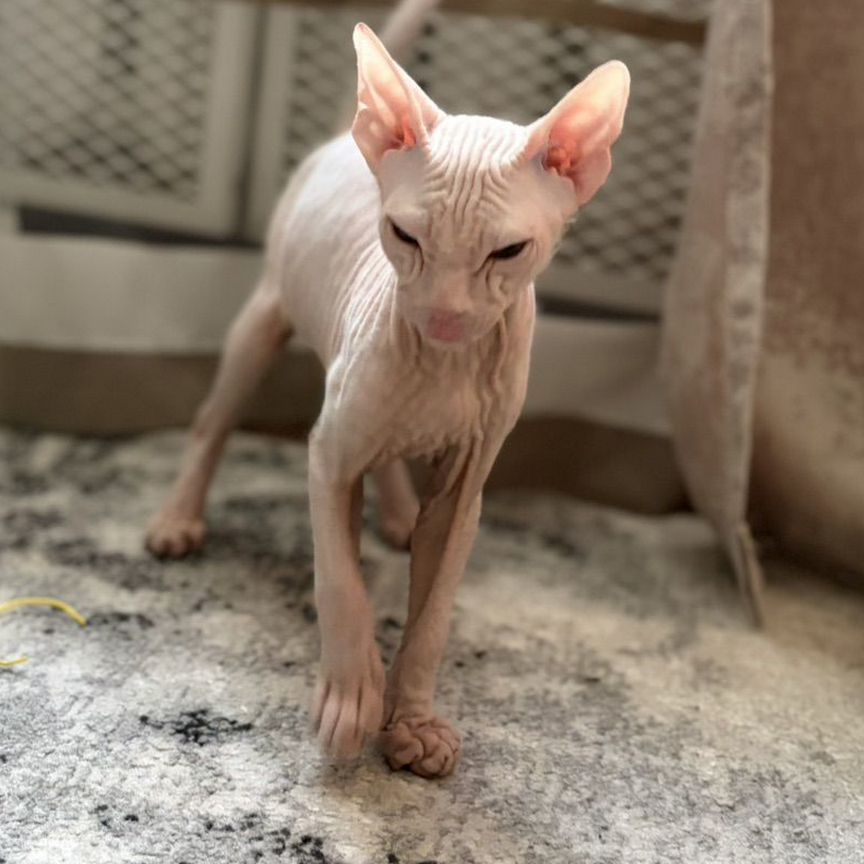 Донской сфинкс котёнок