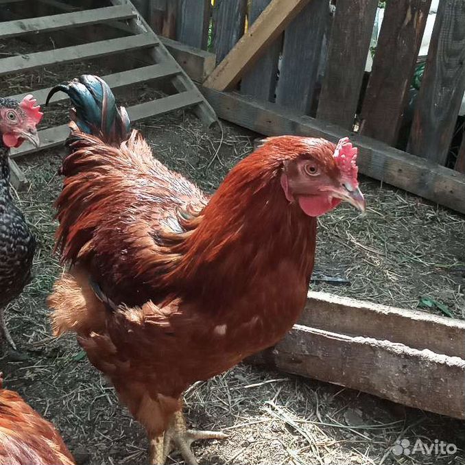 Куры петухи