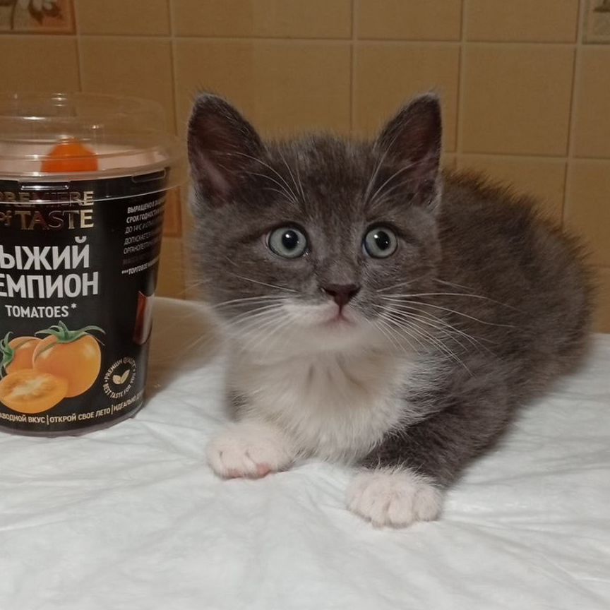 Котёнок в добрые руки