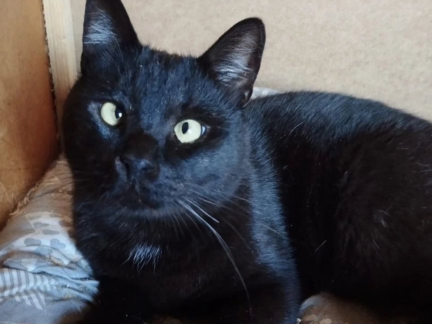 Отдам котика в добрые руки