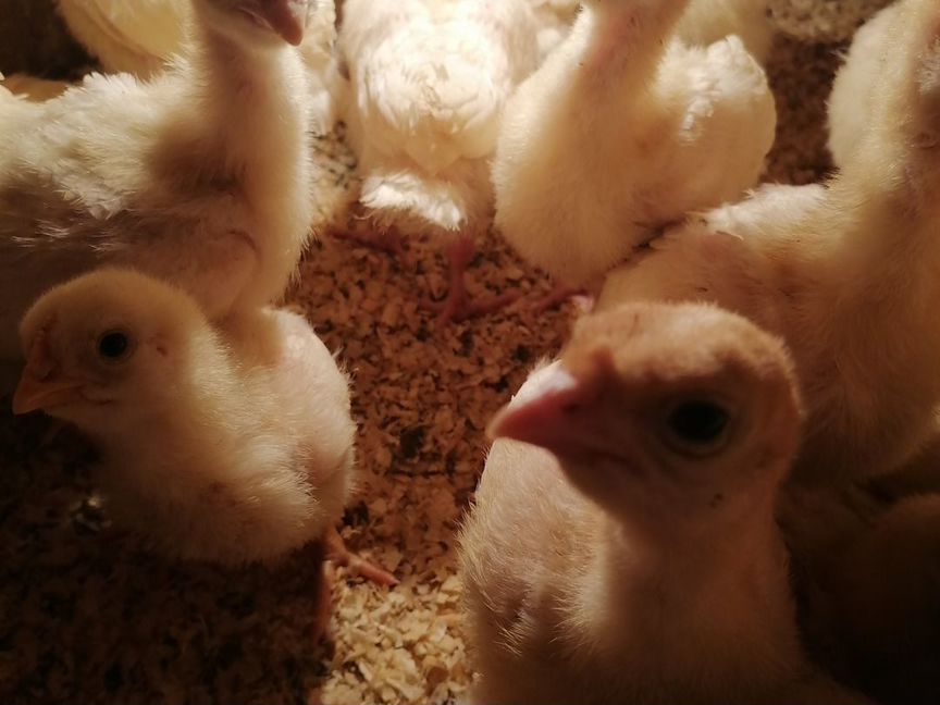 Продам месячных индюков хайбрид конвертер