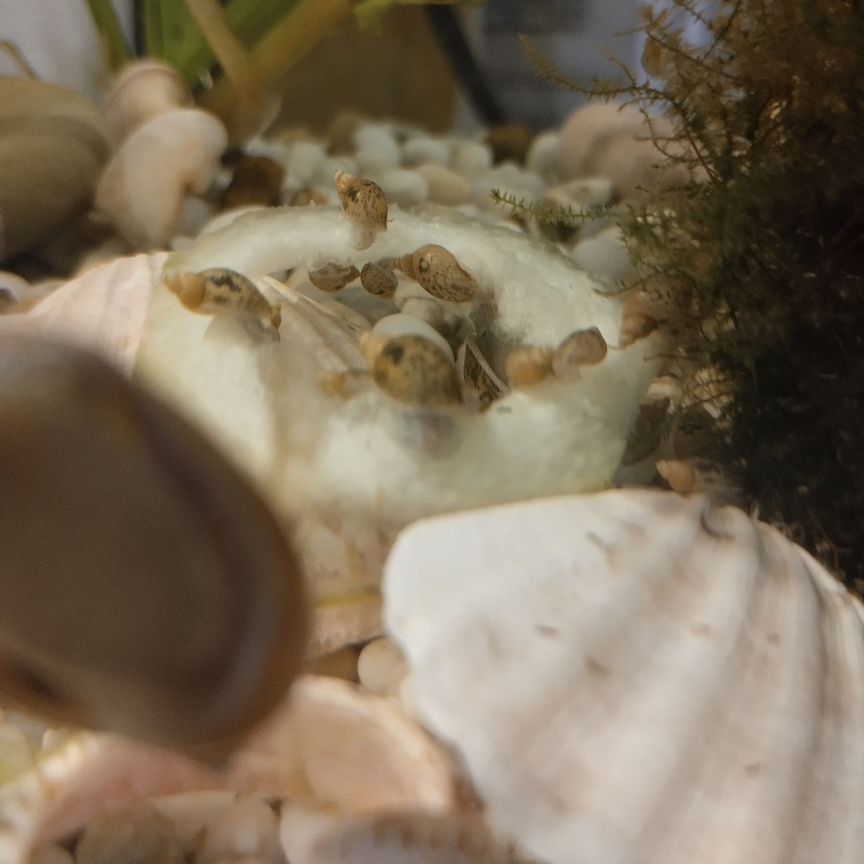 Улитки аквариумные