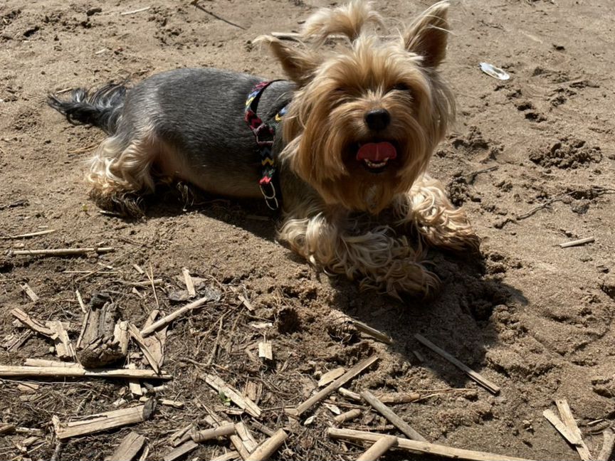Йоркширский терьер
