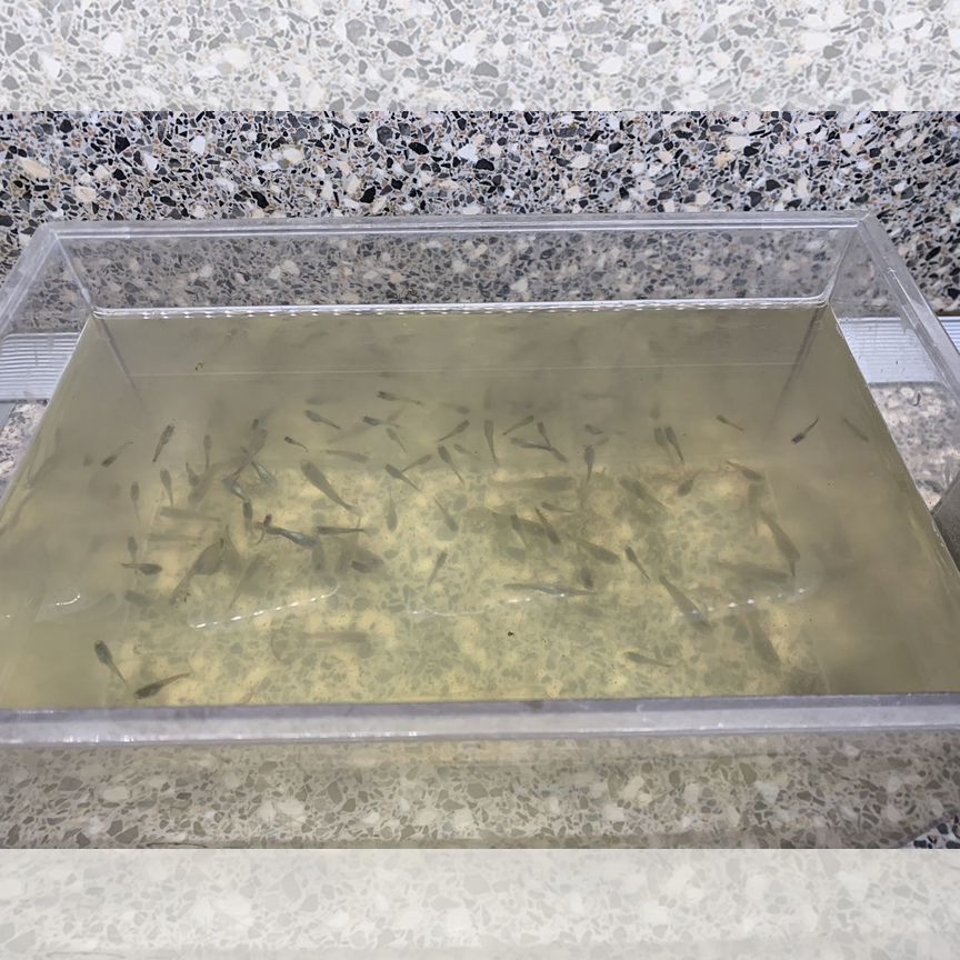 Рыбки гуппи