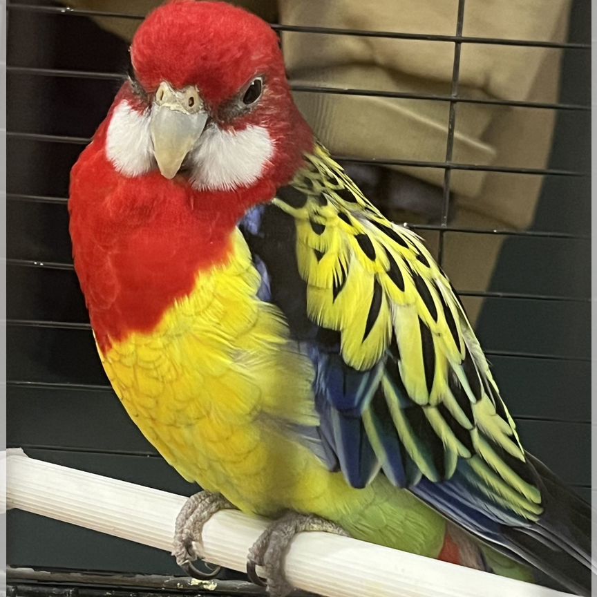 Попугай розелла