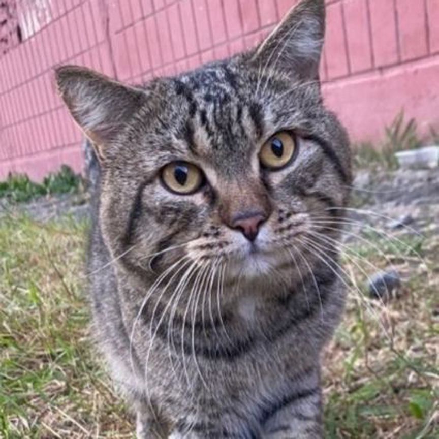 Котик в добрые ручки