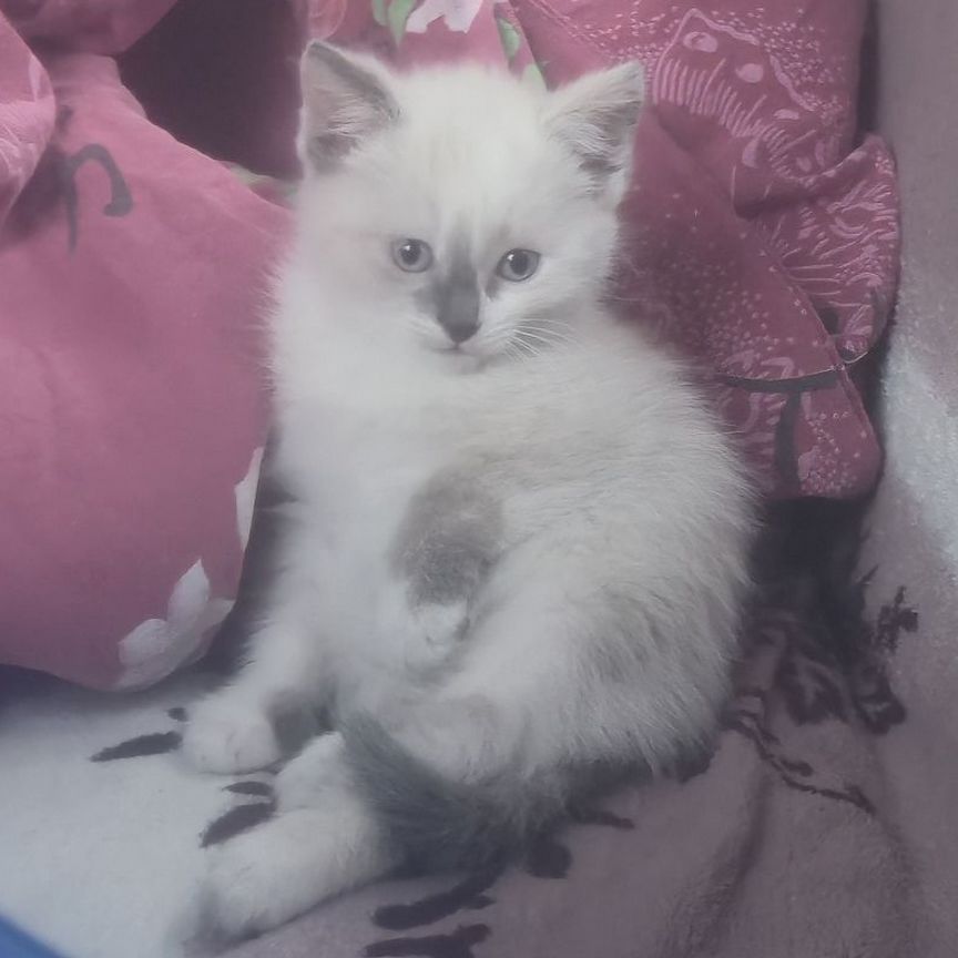 Черно белый котенок