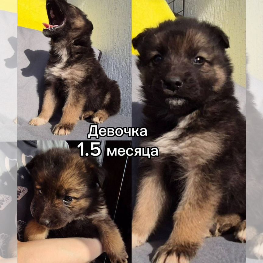 Щенок в добрые руки