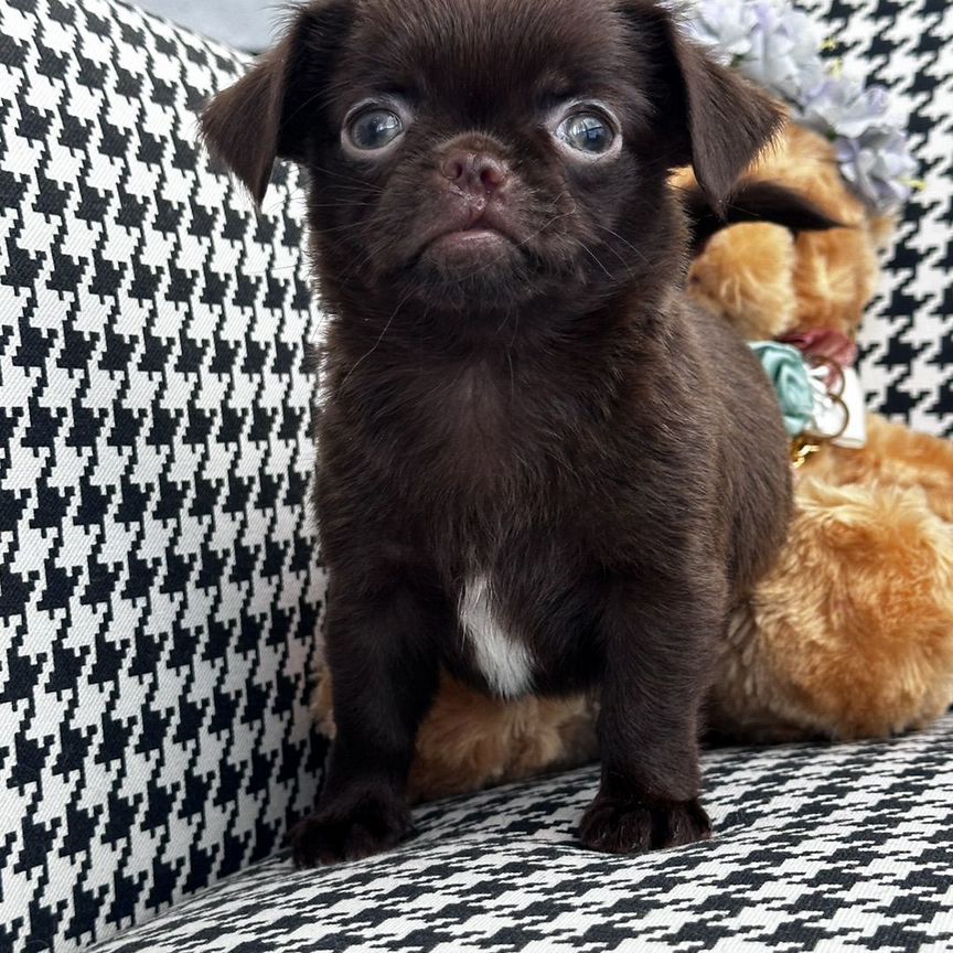 Особенная девочка чихуахуа