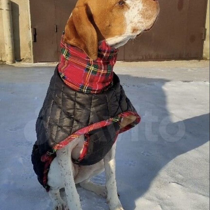 Попона для собаки