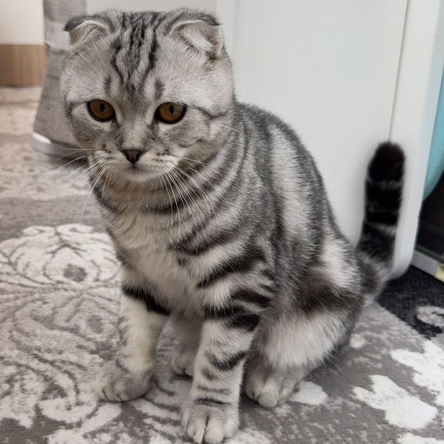 Шотландский вислоухий котик