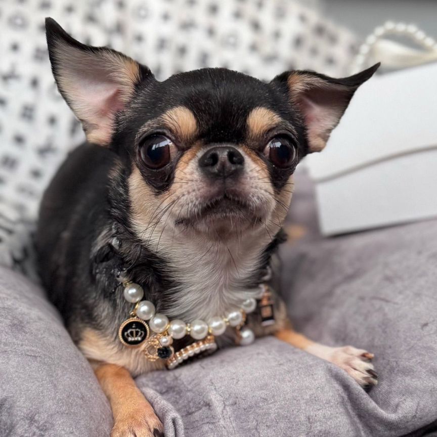 Чихуахуа, взрослая собака