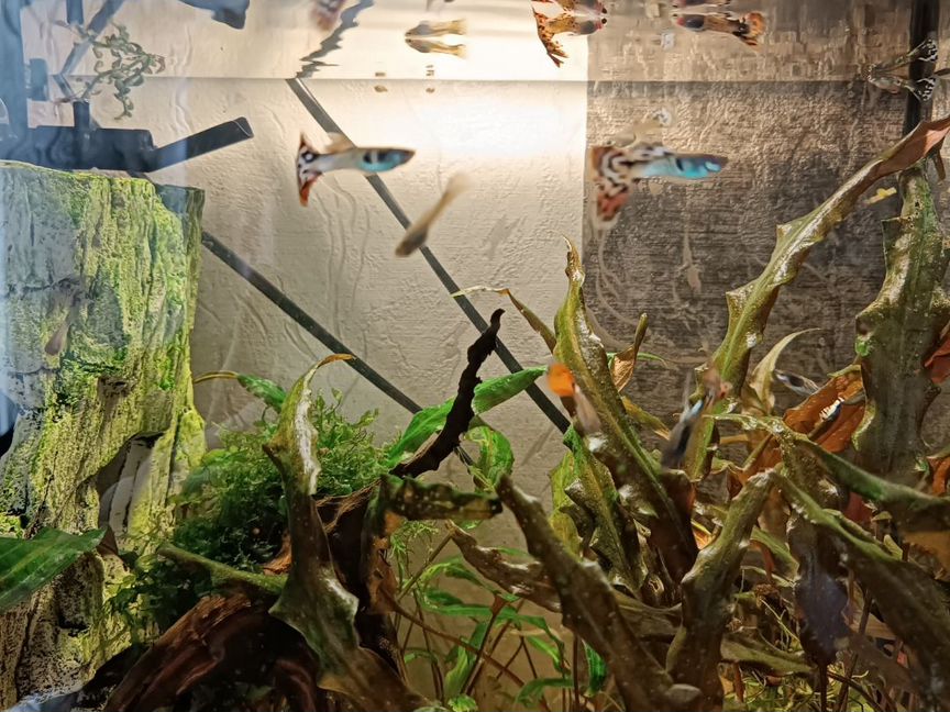 Аквариумные рыбки гуппи