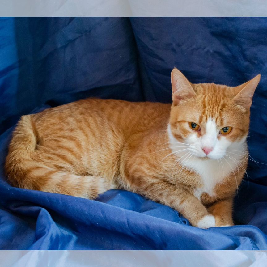 Молоденький котик в добрые руки