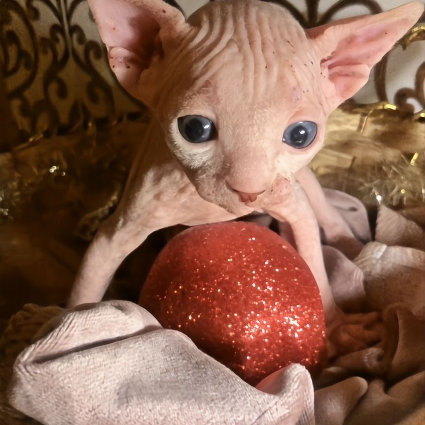 Канадский сфинкс котёнок