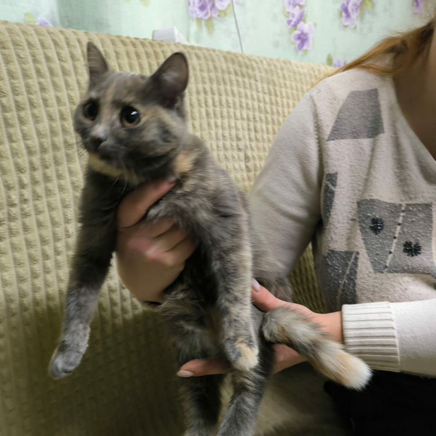 Котенок