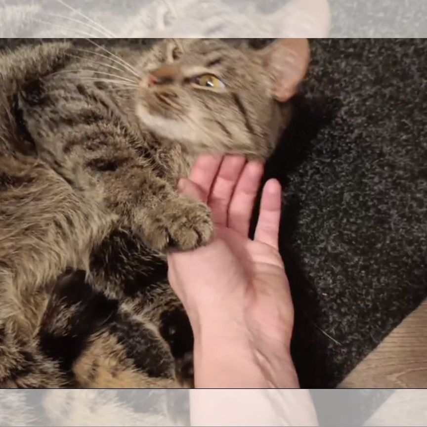 Взрослый кот в добрые руки