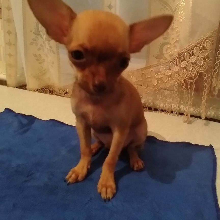 Щенок мини чихуахуа + той-терьер