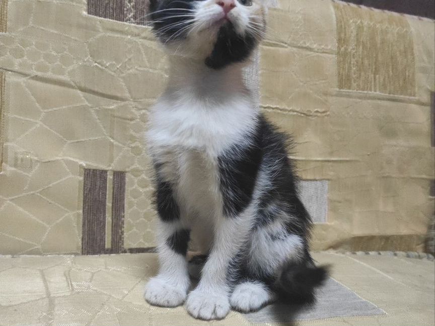 Котенок