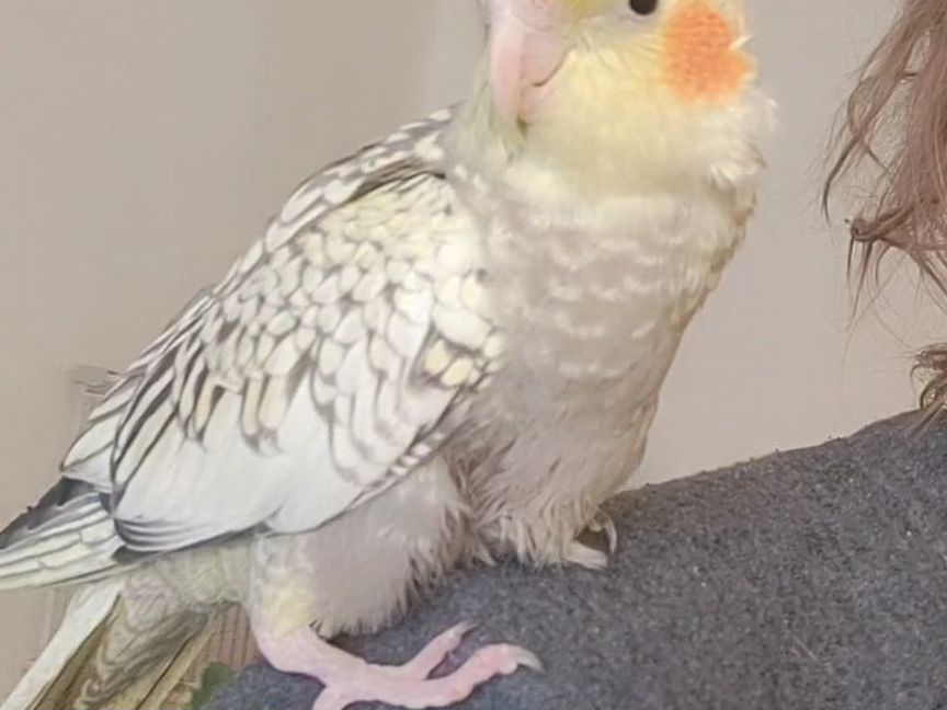 Ручной говорящий попугай