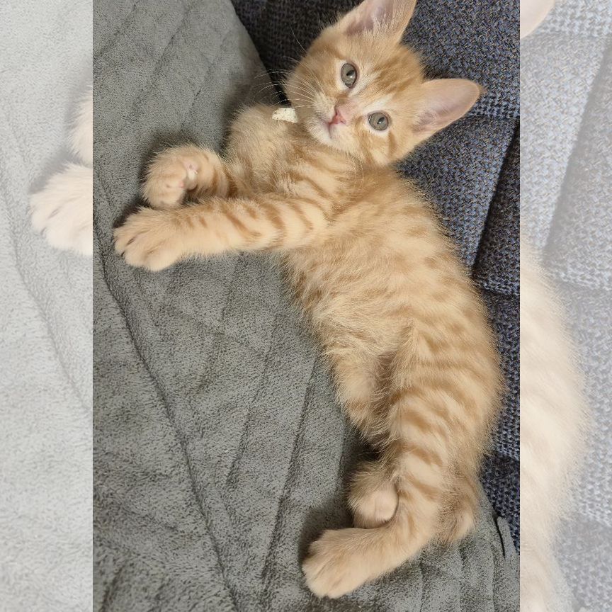 Котёнок в добрые руки